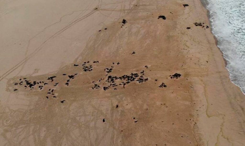 Hallan muertas a miles de focas en una colonia reproductora en Namibia ...