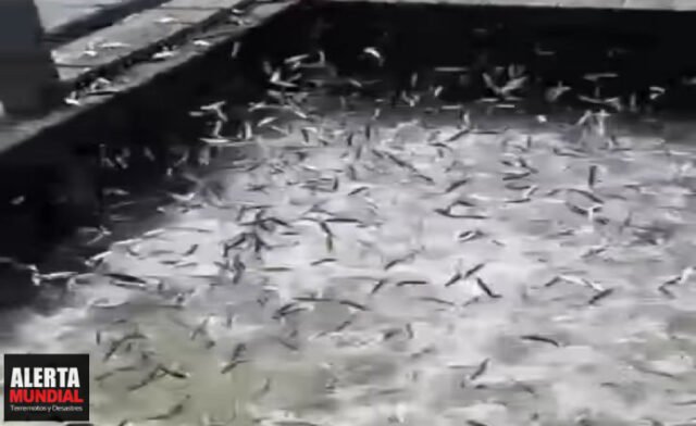 ¿Qué señales? Extraño fenómeno, Miles de peces desorientados saltan ...